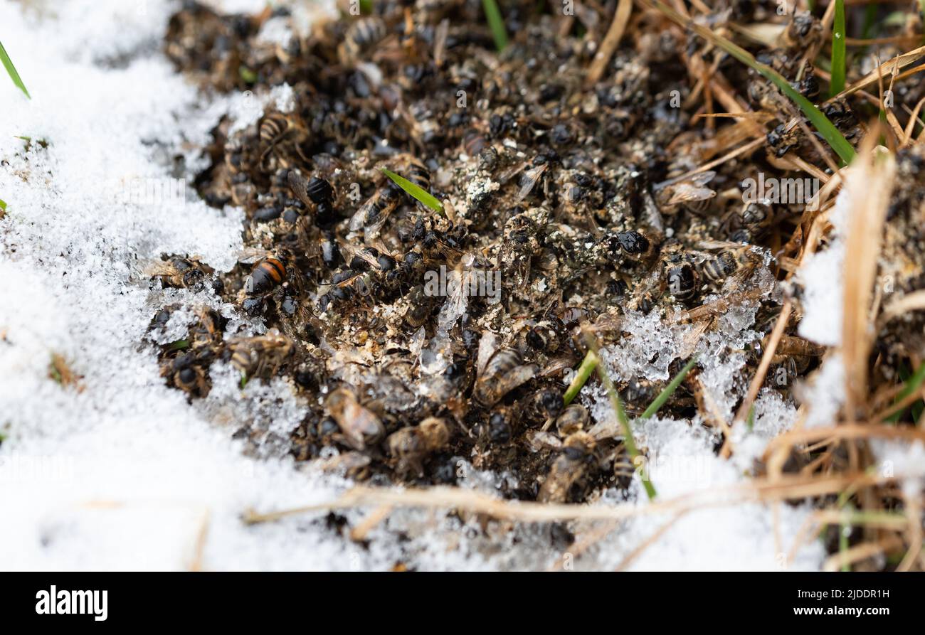Dead bees after wintering. Entrance to the hive with dead bees. Insects ...