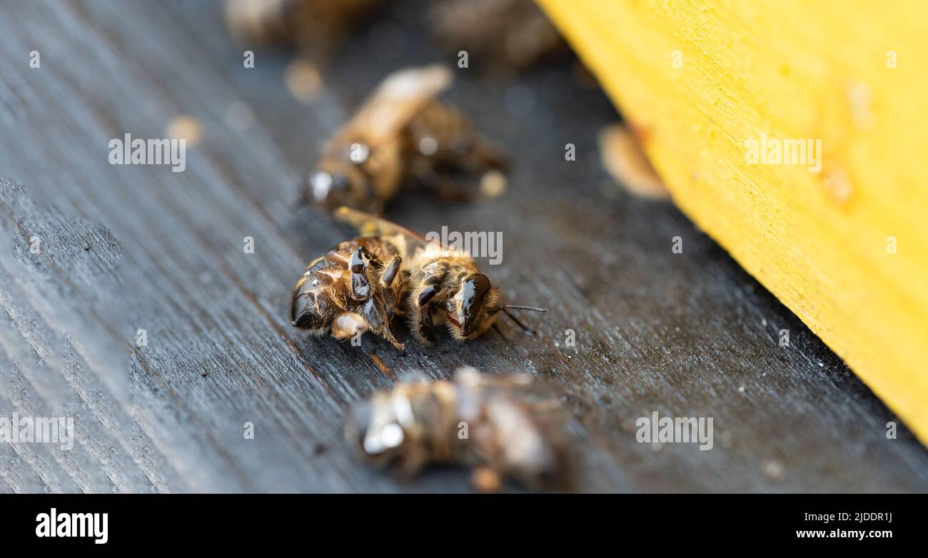 Dead honey bee entrance beehive hi-res stock photography and images - Alamy