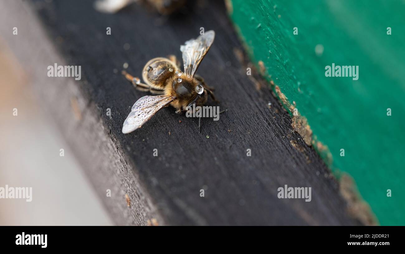 Dead bees after wintering. Entrance to the hive with dead bees. Insects ...