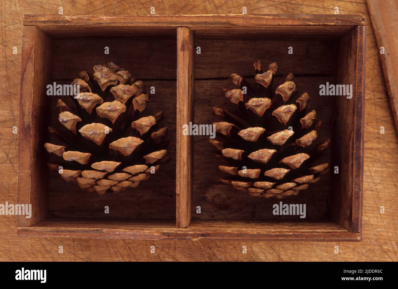 Close up from above of two pine cones of Scots pine or Pinus sylvestris ...