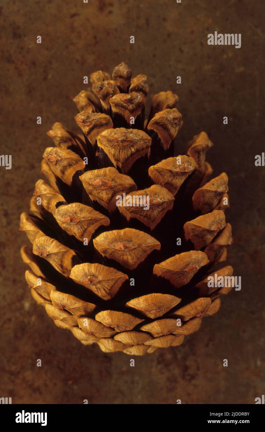 Close up from above of pine cone of Scots pine or Pinus sylvestris tree ...