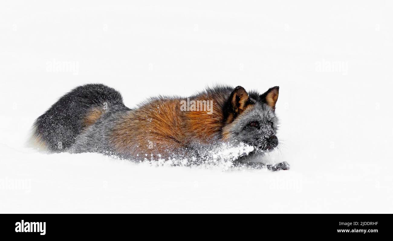 Snowy fox Cut Out Stock Images & Pictures - Alamy