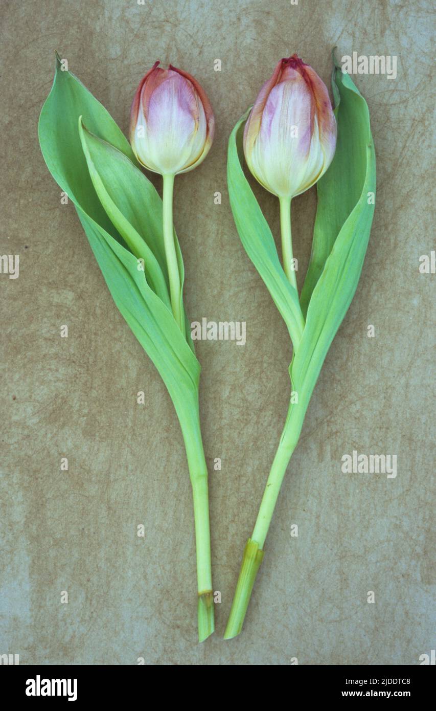 Close up from above of two pink and white Tulips or Tulipa with pale stem and green leaves lying ...