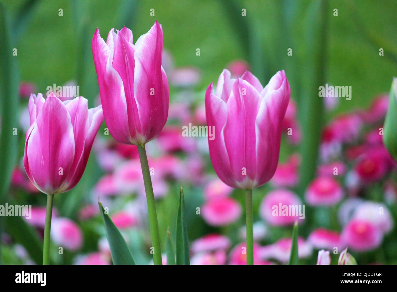 Tulips and other plants hi-res stock photography and images - Alamy
