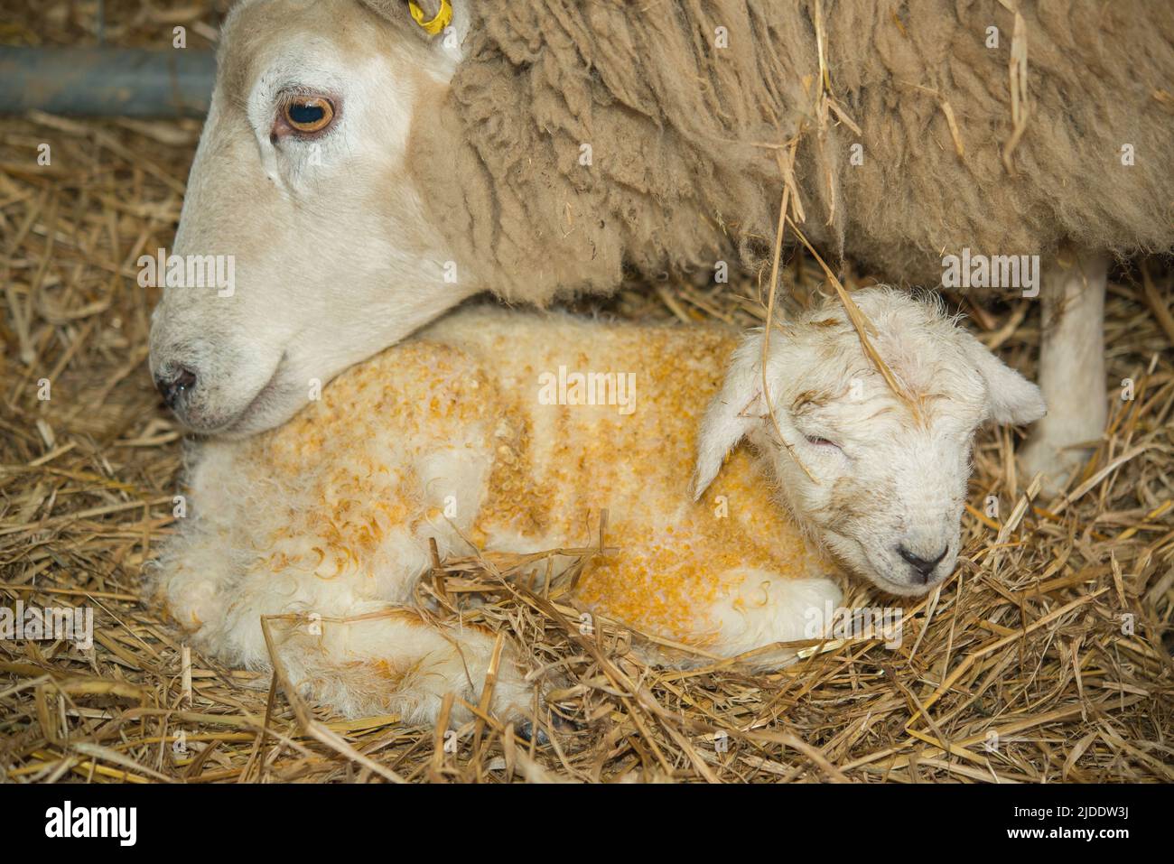 Ewe and new born lamb in shed, Gower, Wales, UK Stock Photo - Alamy