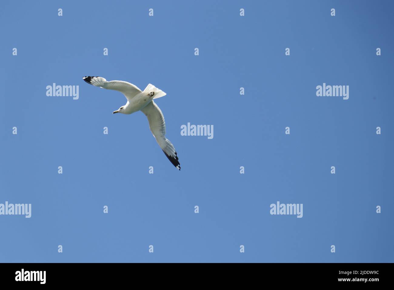 Birds down by the lake Stock Photo - Alamy