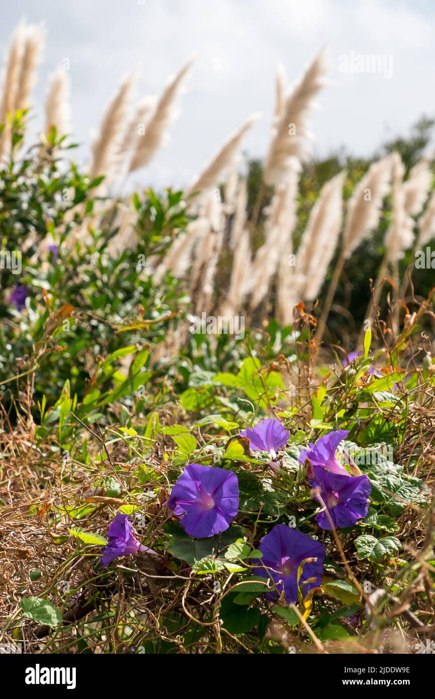 Planta de playa hi-res stock photography and images - Alamy