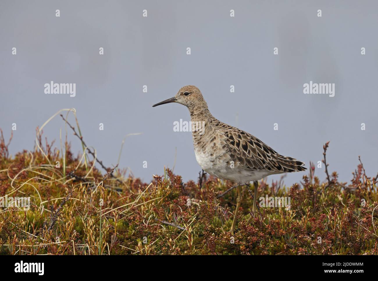 Ruff bird female hi-res stock photography and images - Alamy