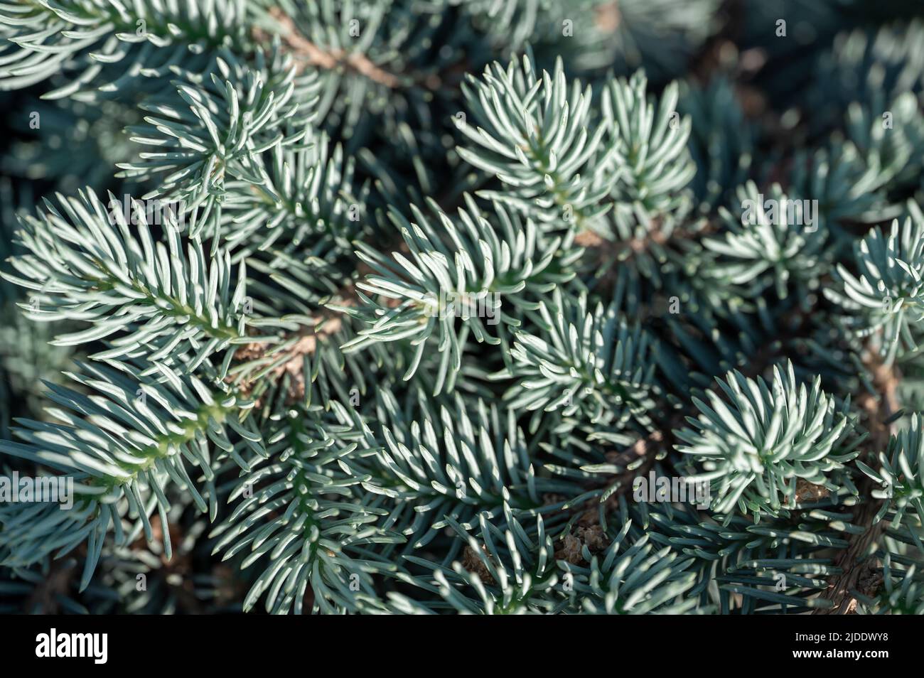 Fir tree brunch close up. Shallow focus. Fluffy fir tree brunch close ...