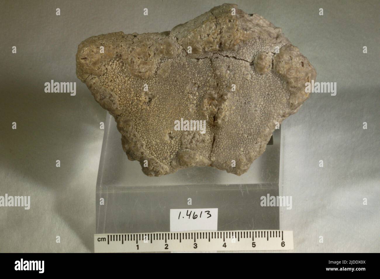 Opal. minerals. North America; USA; Wyoming; Park County; Yellowstone ...