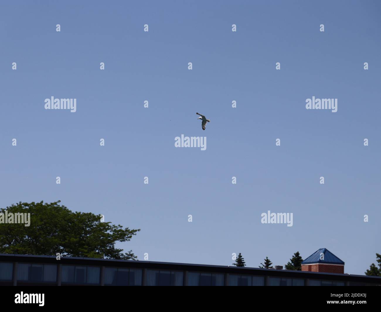 Birds down by the lake Stock Photo - Alamy