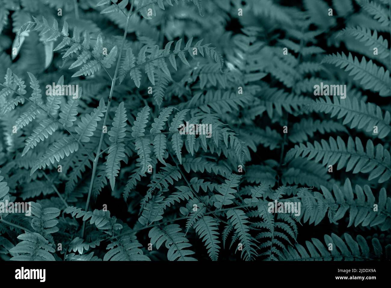 Perfect natural young fern leaves pattern background. Dark and moody ...