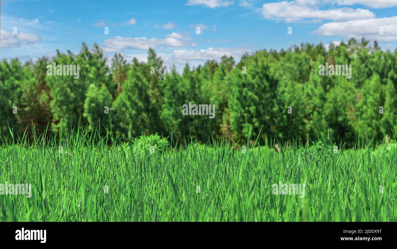 fir forest on green grassy meadow. good sunny weather with fluffy ...