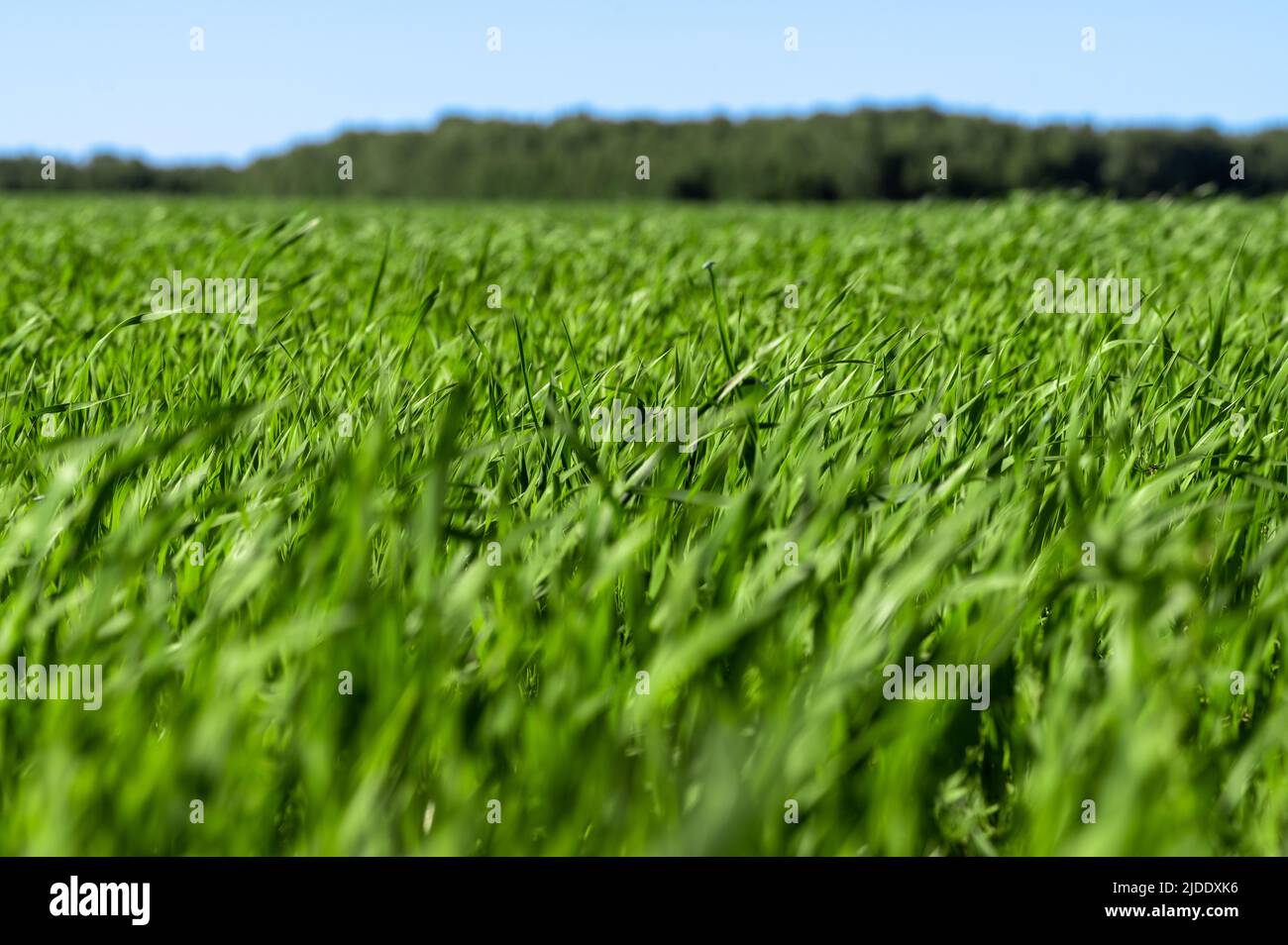 Field of green agriculture, in the hope of a good harvest that will ...