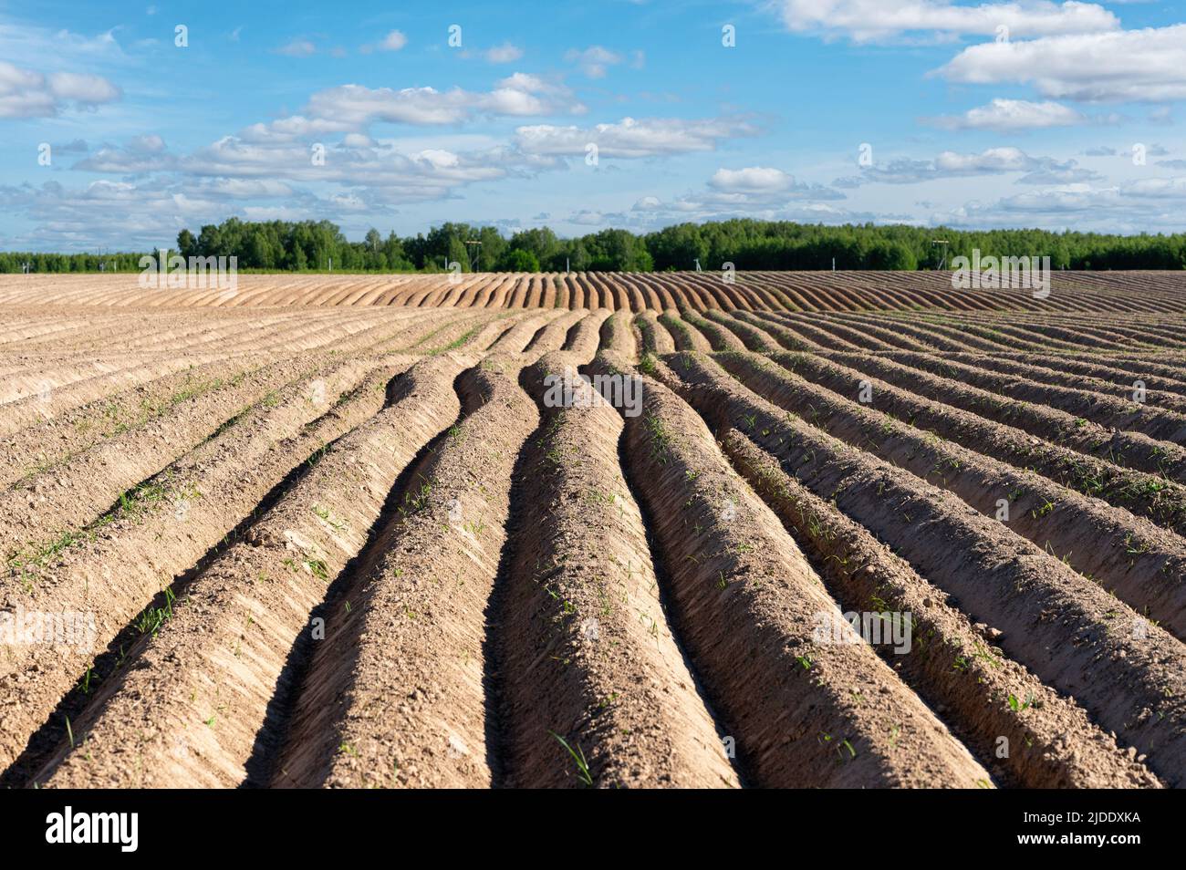Arable land ploughed field. Cultivated land and soil tillage. Simple ...