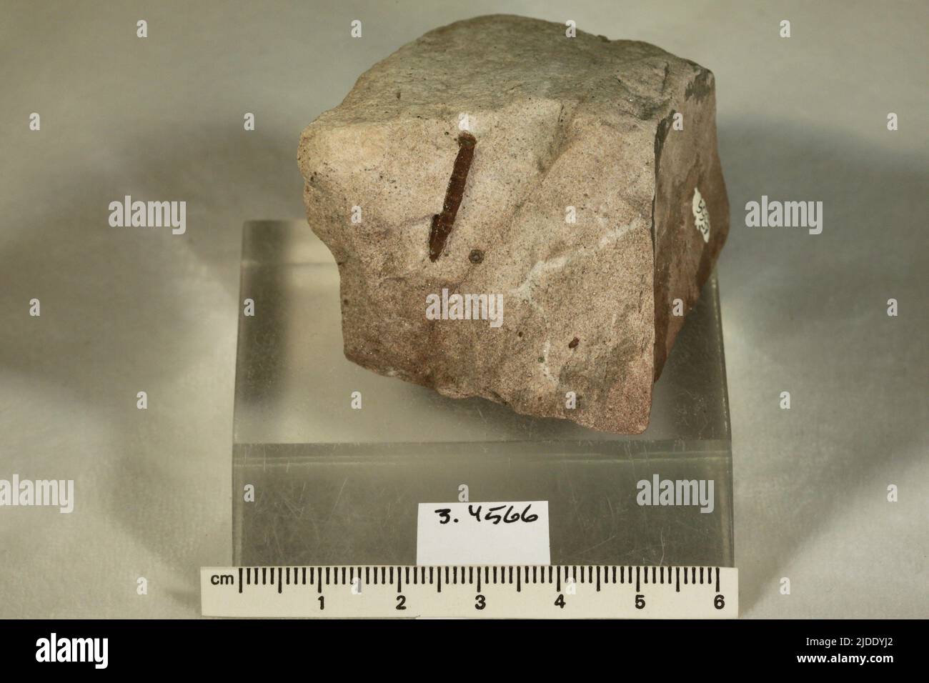 Parisite hi-res stock photography and images - Alamy