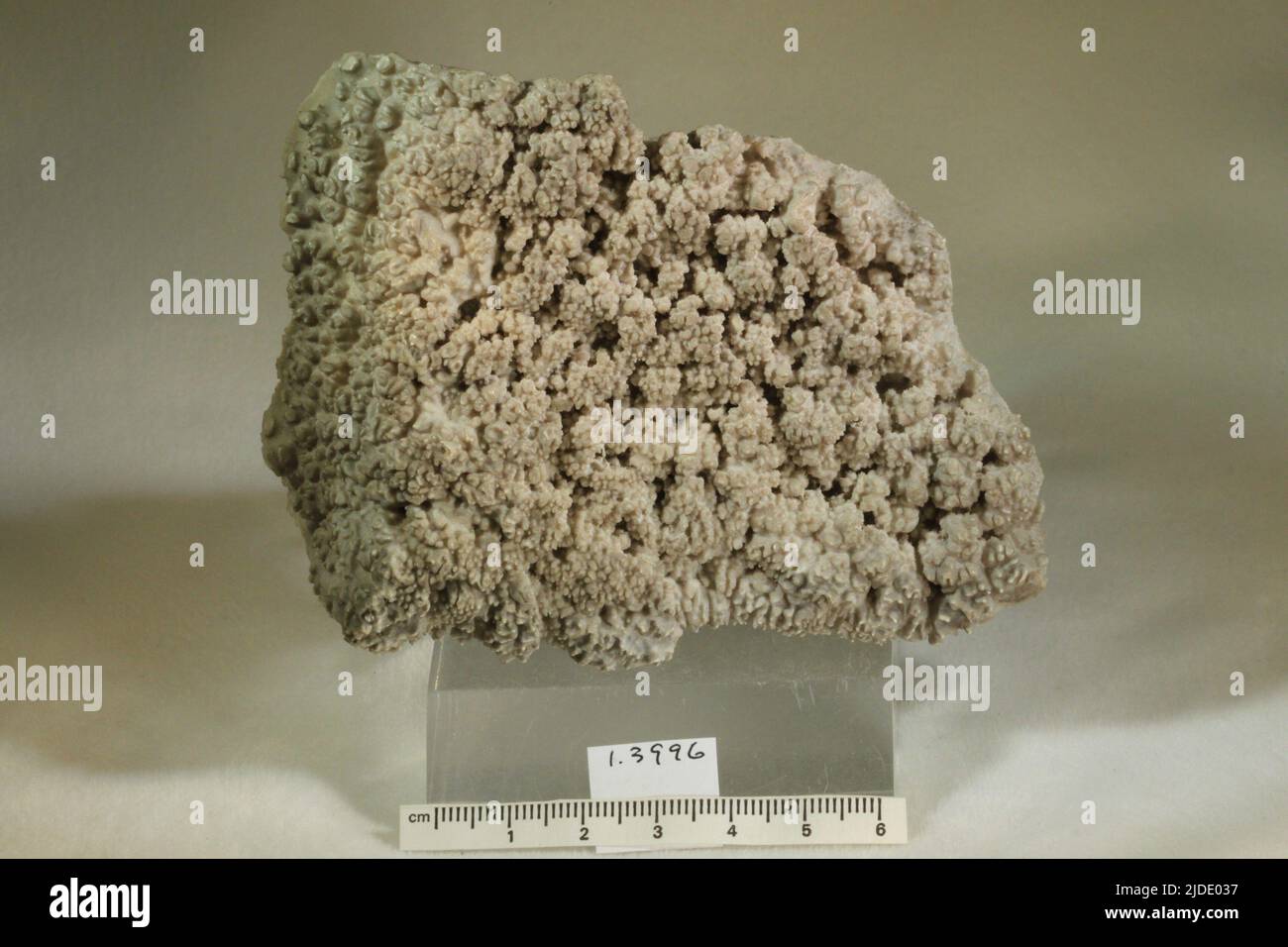 Opal. minerals. North America; USA; Wyoming; Park County; Yellowstone ...