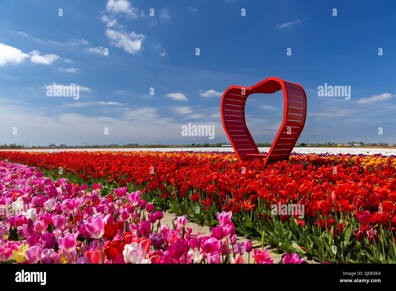 Field of tulips with red heart near Keukenhof, The Netherlands Stock ...