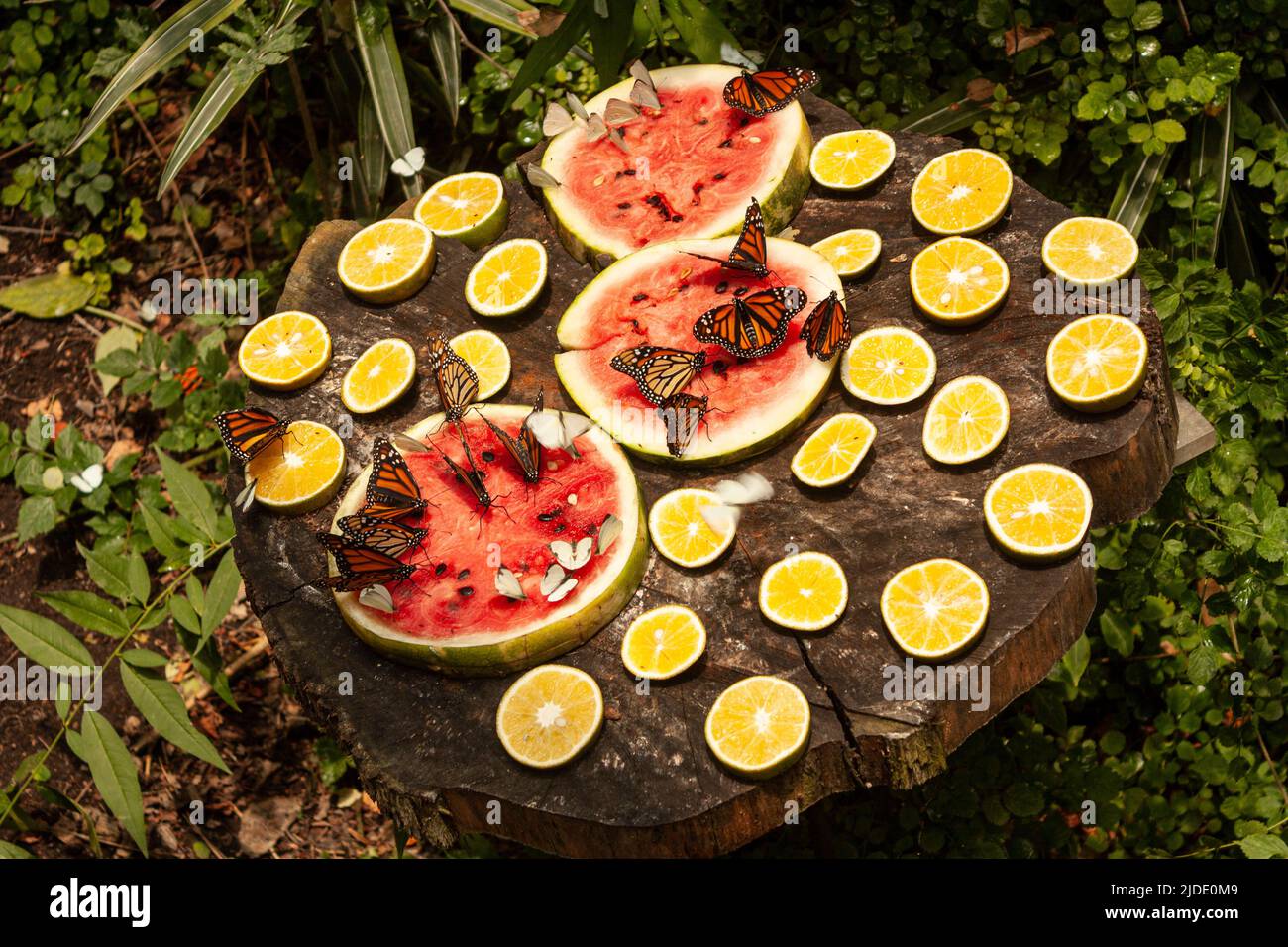 Monarch butterfly: scientific name Danaus plexippus and white-winged ...