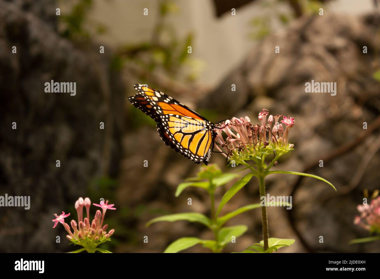 Monarch butterfly: scientific name Danaus plexippus with folded wings ...