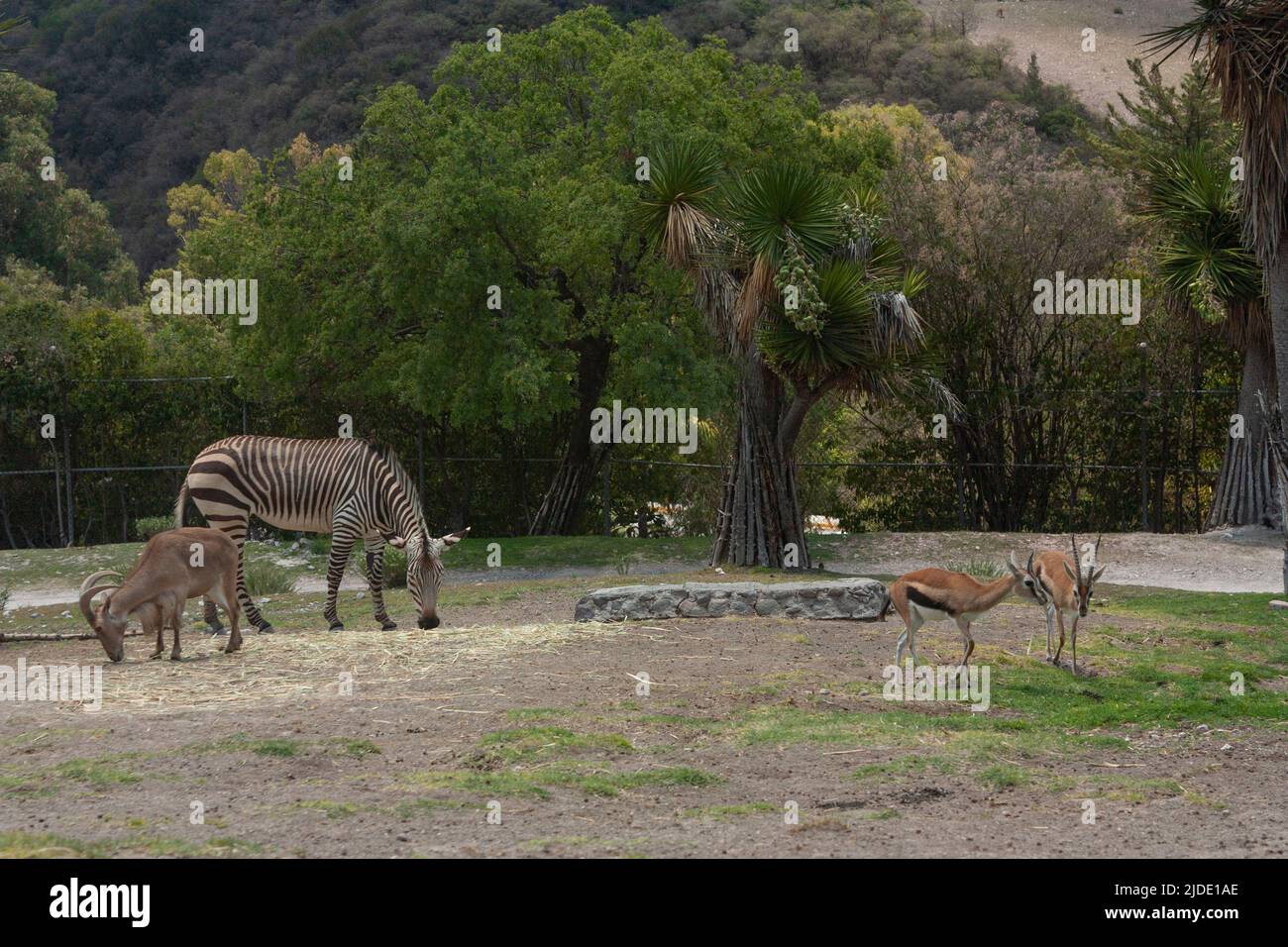 Zebra and impala hi-res stock photography and images - Alamy