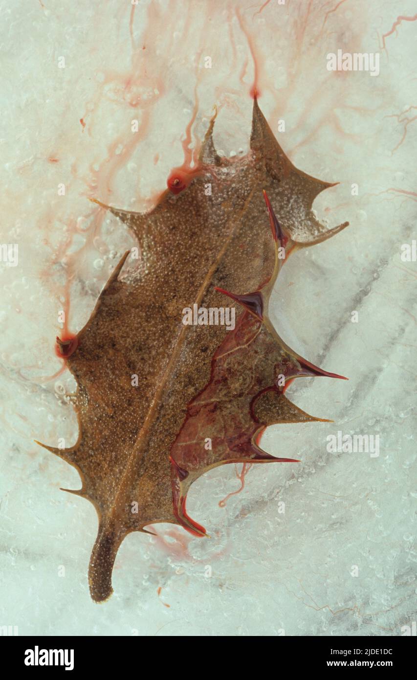 Barbed dried brown winter leaf of Holly or Ilex aquifolium tree lying ...