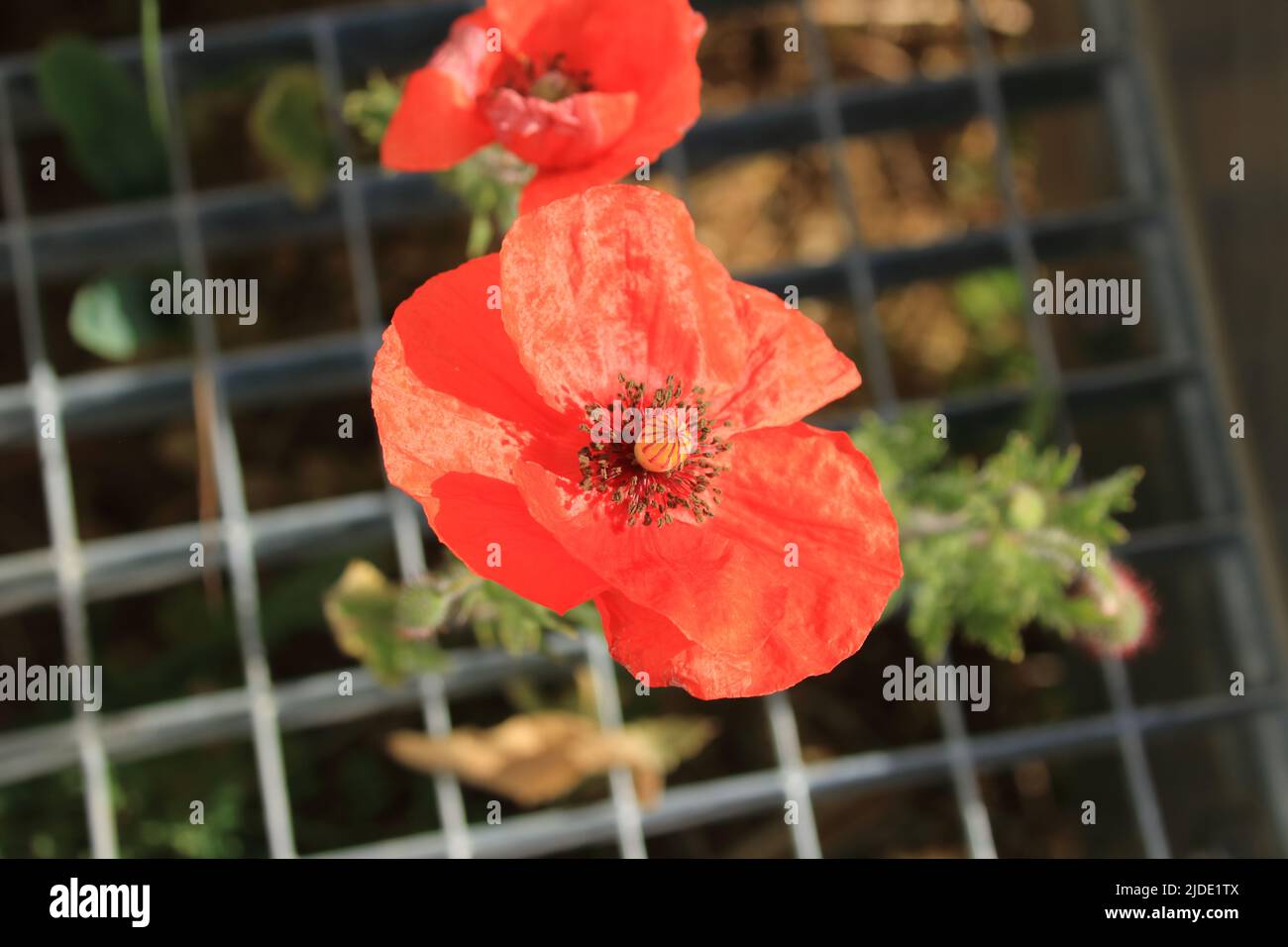 Poppy grows up through a staircase of steps Stock Photo - Alamy