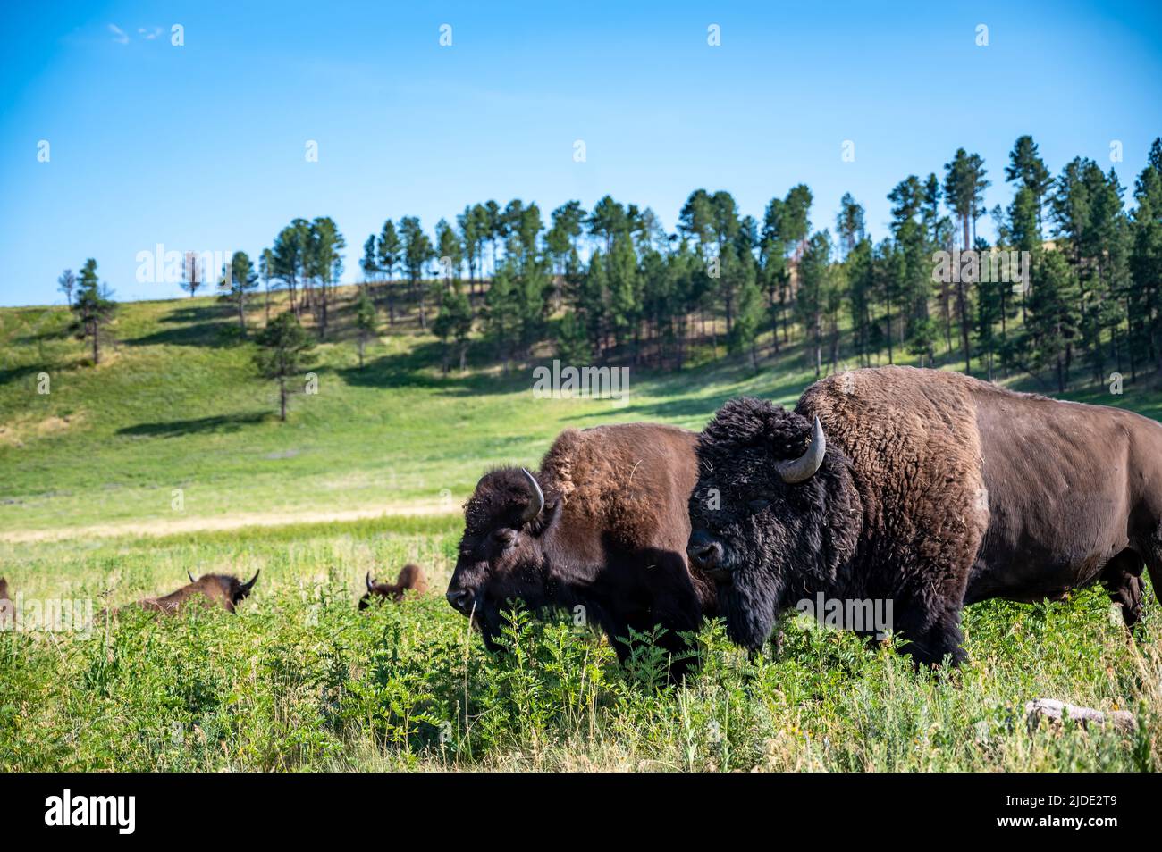 Herd of bison roaming across the open plains for Custer State Park in ...