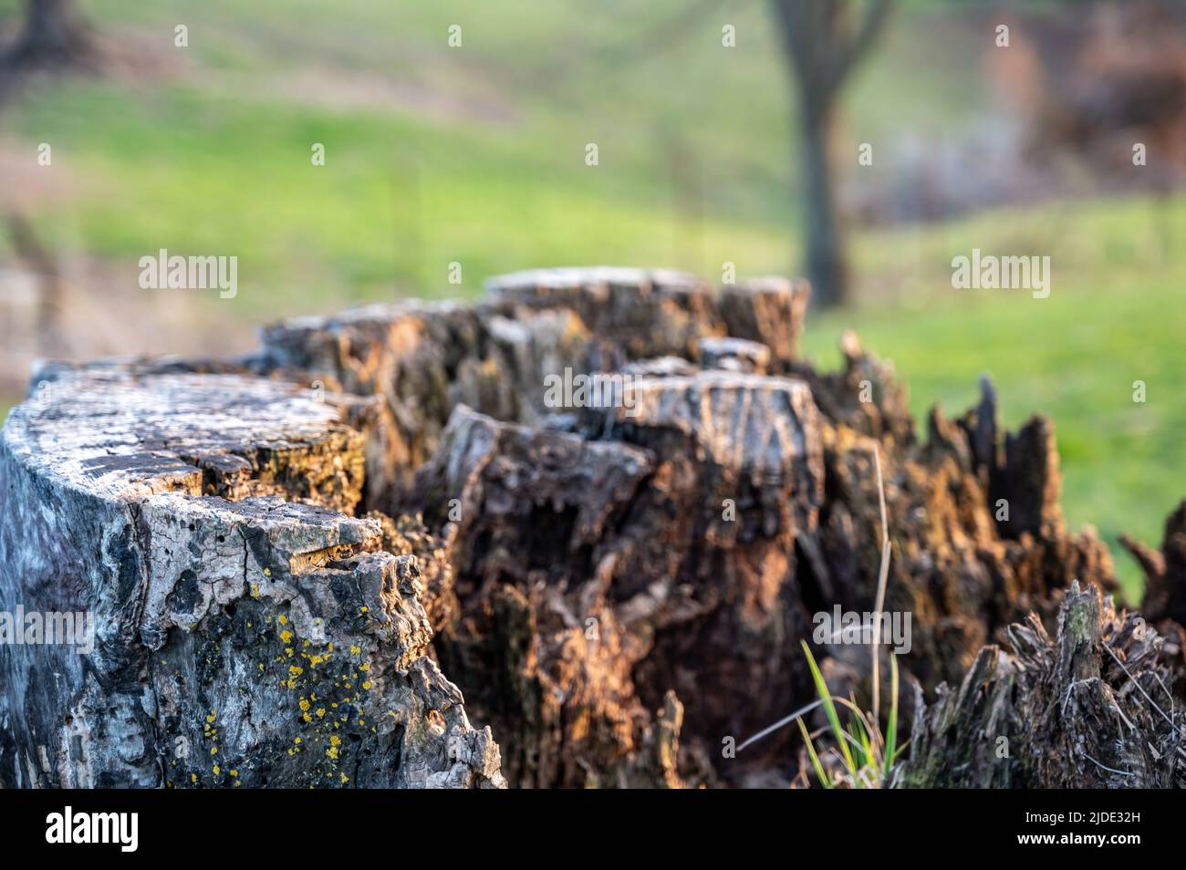 Old rotting tree stump showing age and decay from many years Stock ...
