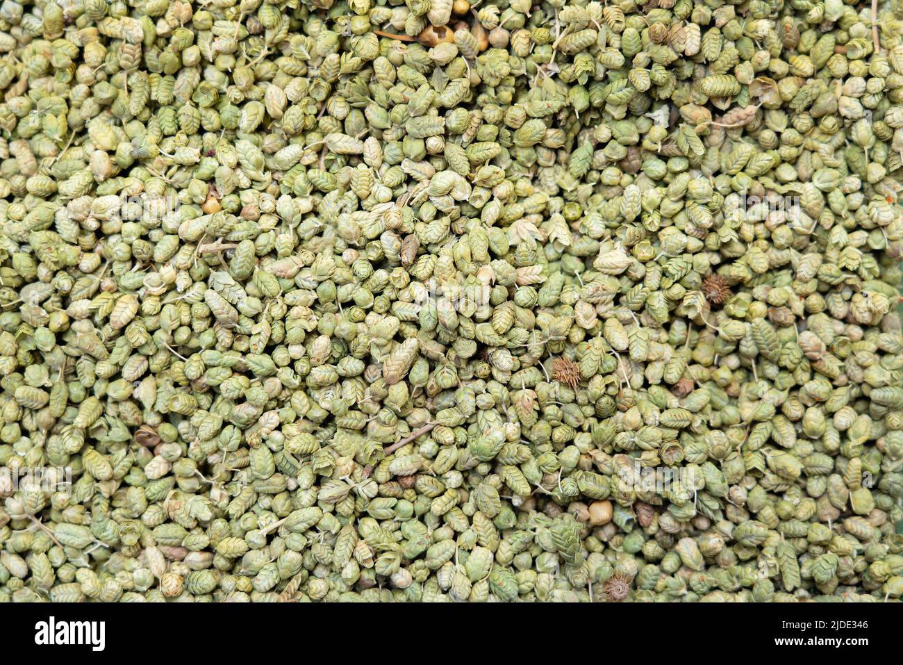 Seasoning oregano seeds green color close-up full frame Stock Photo - Alamy