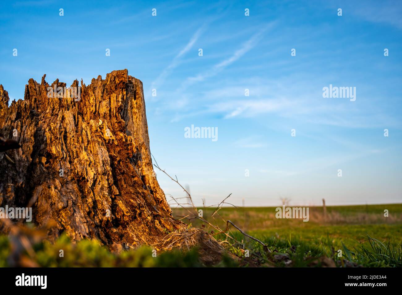 Old rotting tree stump showing age and decay from many years Stock ...