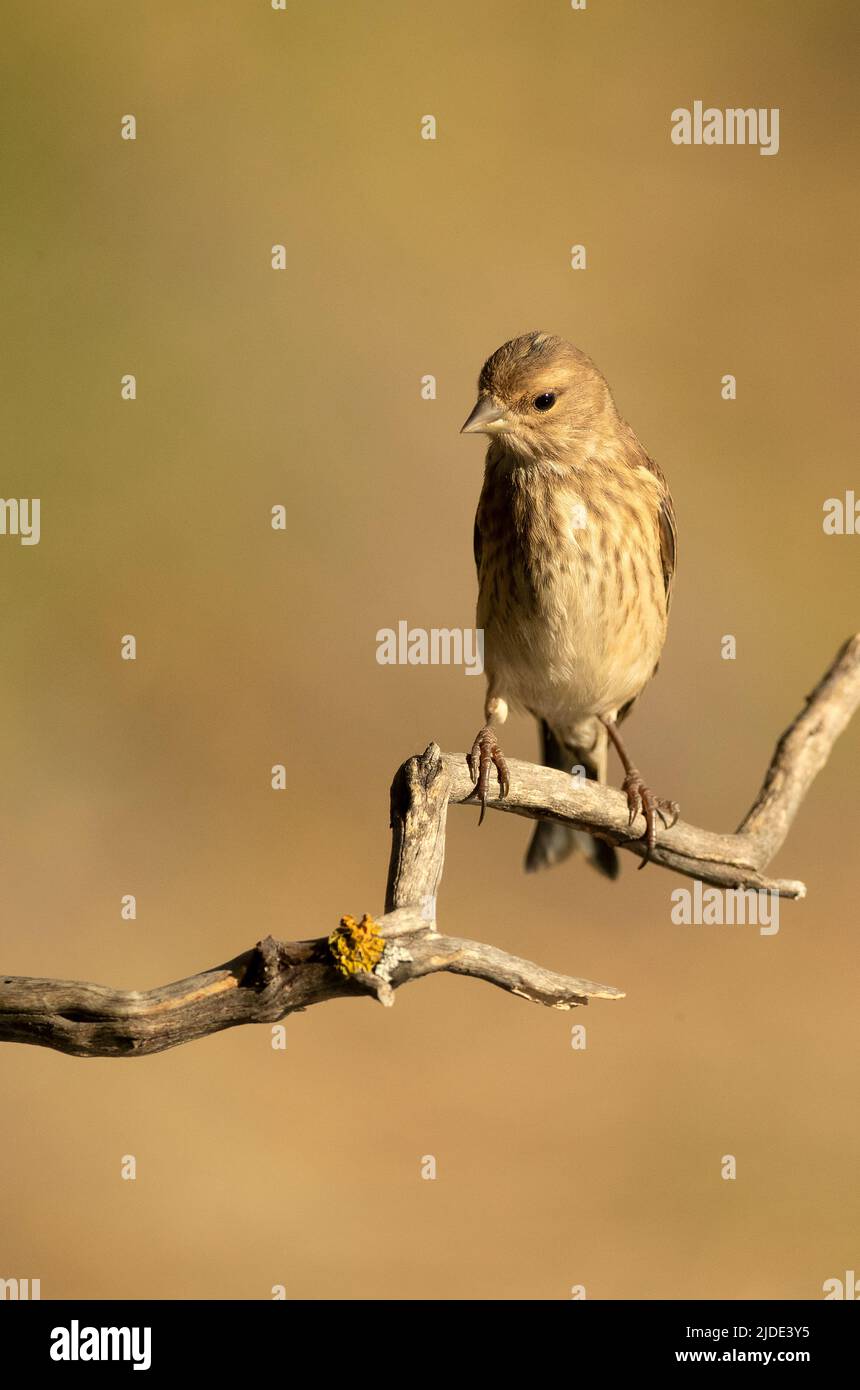 Serin bird hi-res stock photography and images - Alamy