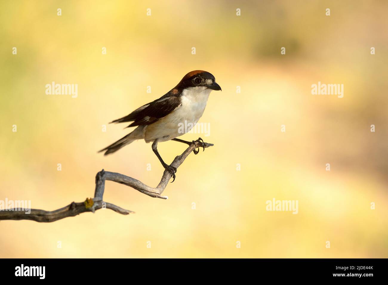 Male Woodchat shrike in rutting plumage at first light on his breeding ...