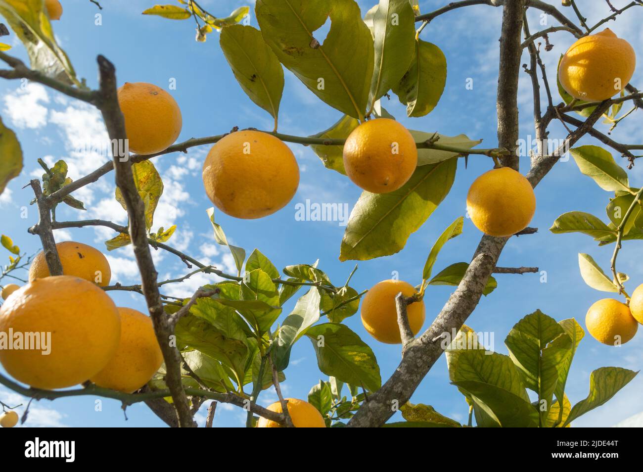 Planta de fruta hi-res stock photography and images - Alamy