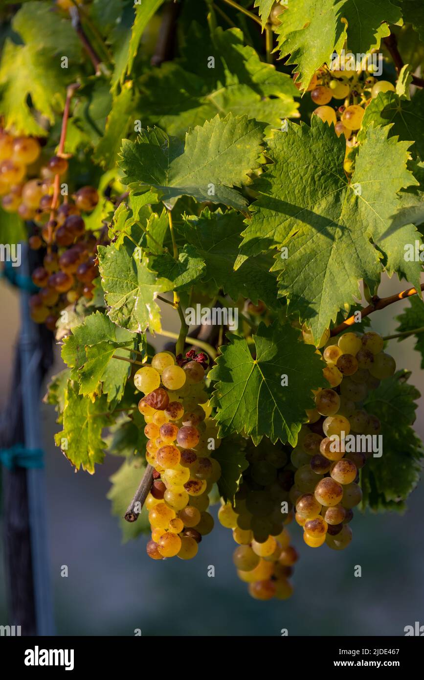 Grapes yellow muscat near Hercegkut, Tokaj region, Hungary Stock Photo ...