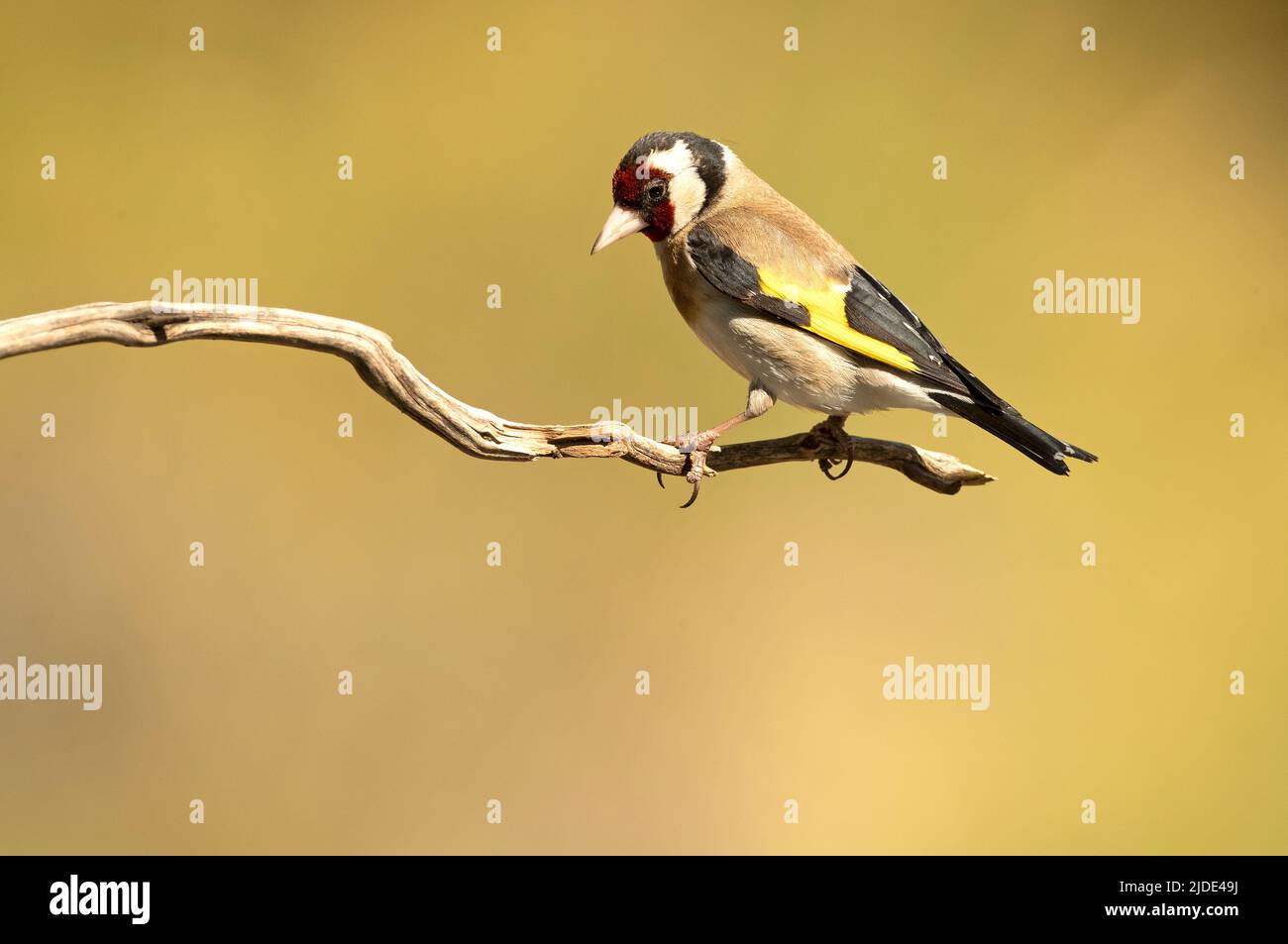 European goldfinch with the last light of the day in a Mediterranean ...