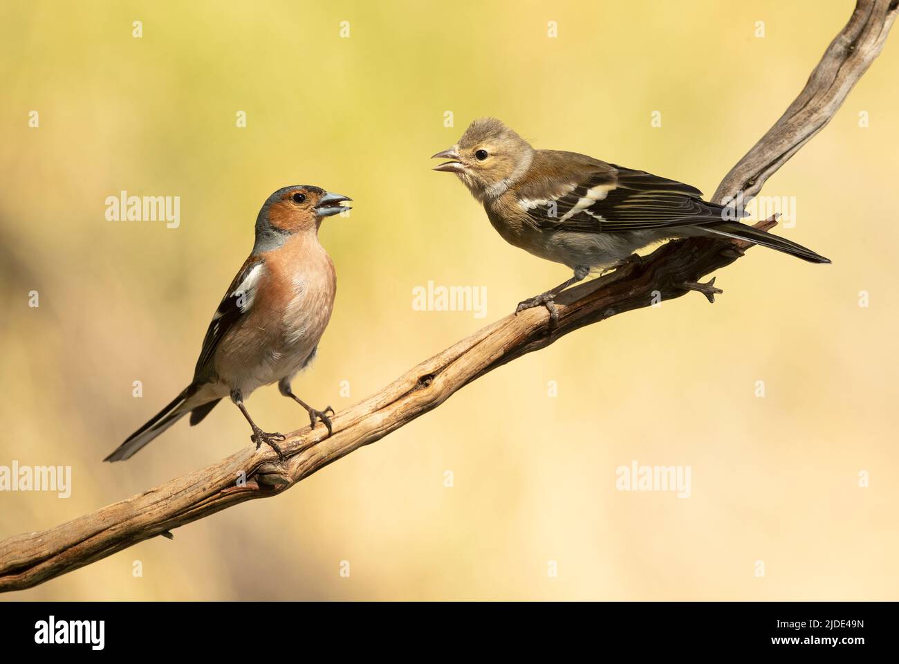 Adult male Common chaffinch feeding his chick at first light on a ...