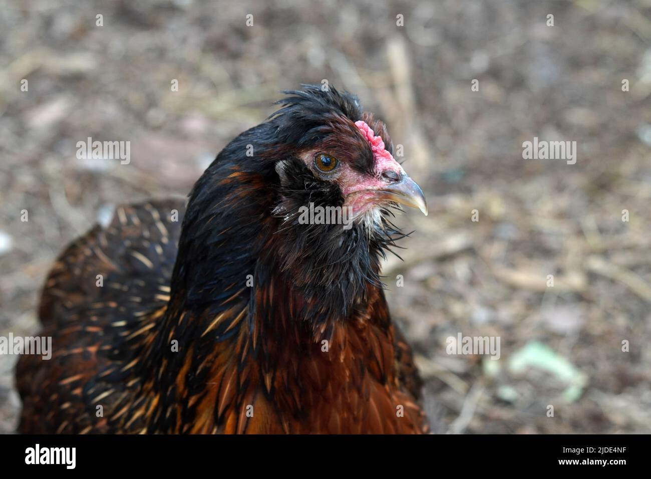 Araucana is a breed of chicken native to North America Stock Photo - Alamy