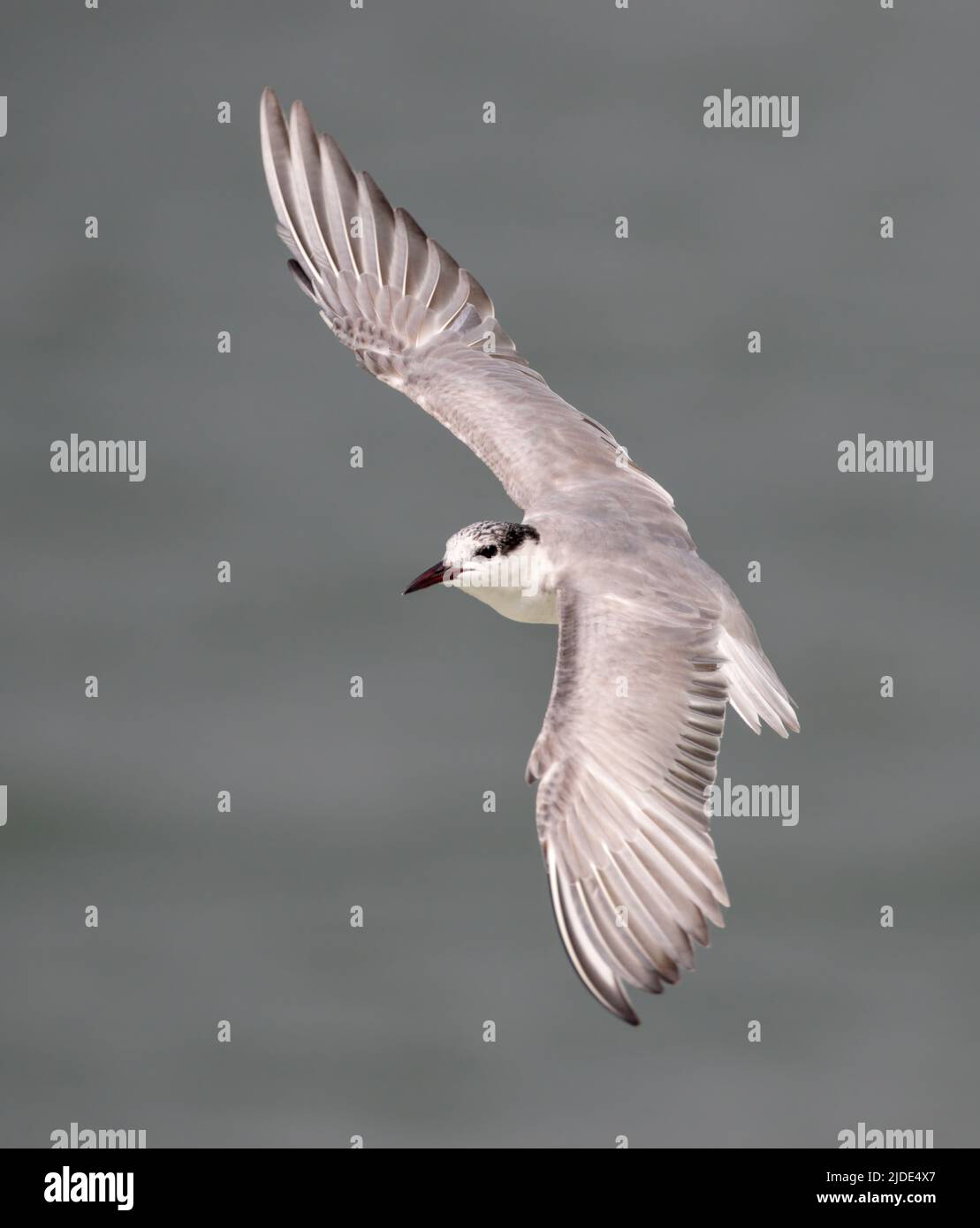 Whiskered Tern is a bird of the Old World. They breed in scattered ...