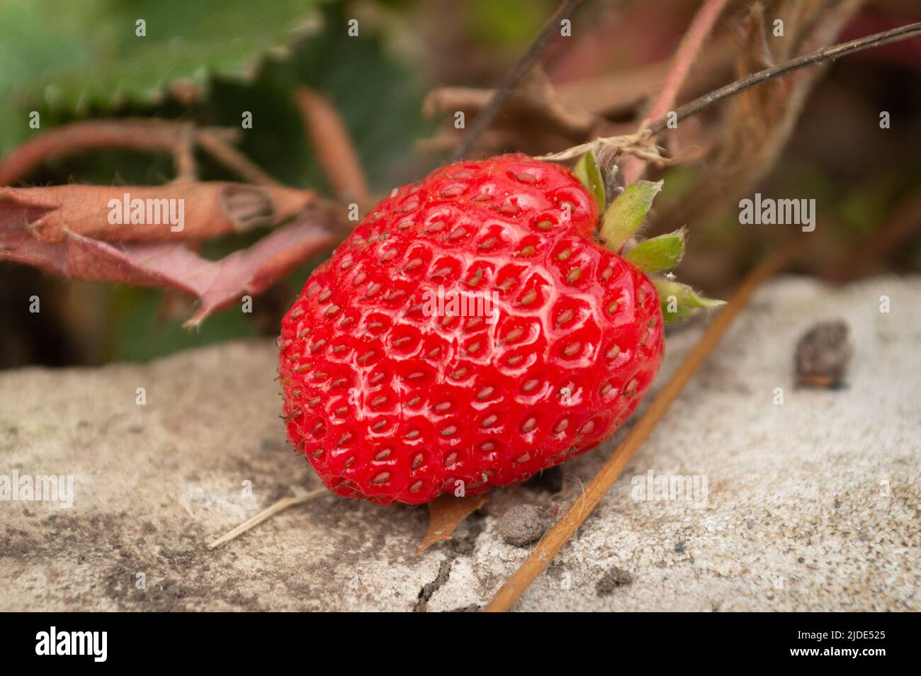 Frutilla madura hi-res stock photography and images - Alamy
