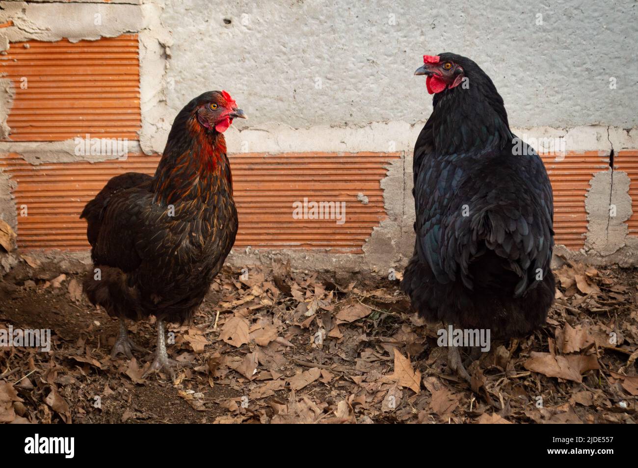 Animales de fauna hi-res stock photography and images - Alamy