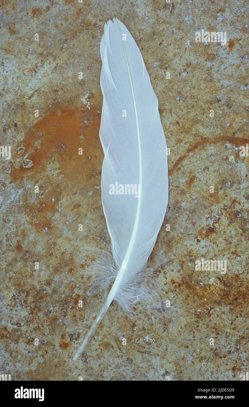 Large curved white Swan feather lying on rusty sheet Stock Photo - Alamy