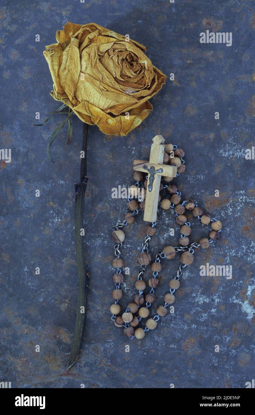 Squashed dried rose once cream and now brown lying with its stem on ...