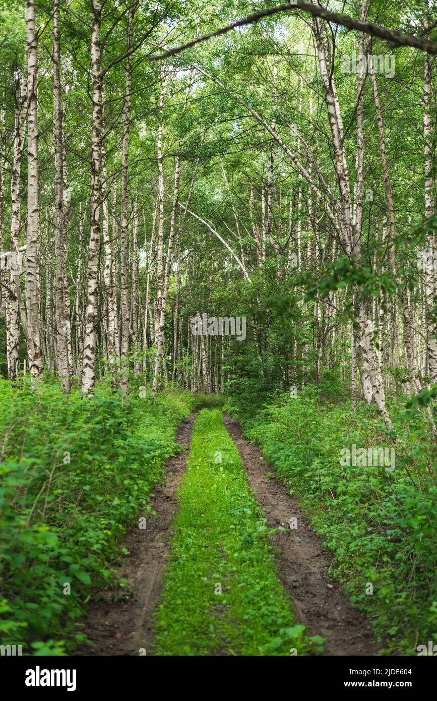 Beautiful birch trees on mountain in green grass next to dirty road on ...
