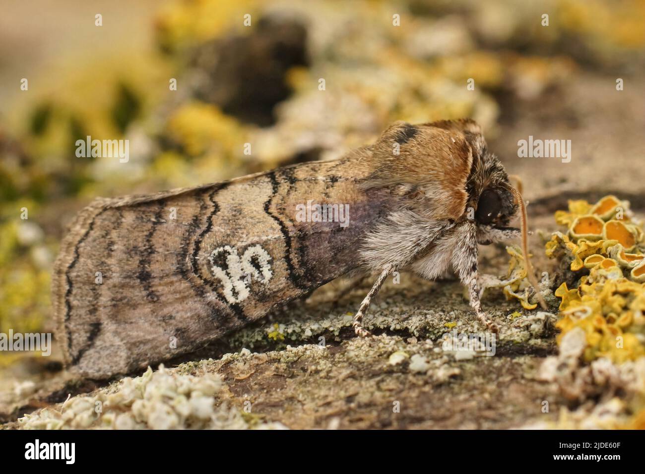 Figure of eighty moth hi-res stock photography and images - Alamy