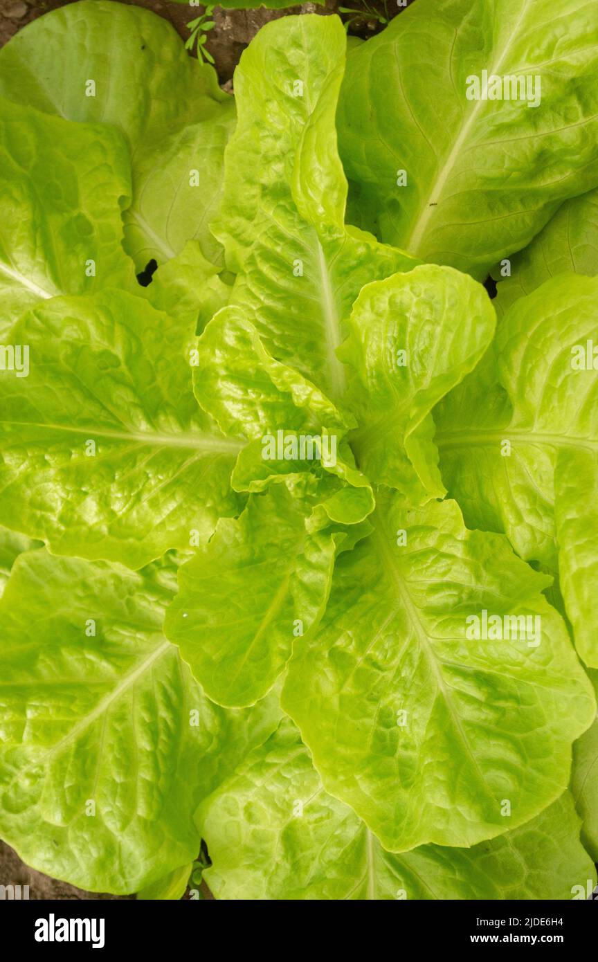 organic garden lettuce Stock Photo - Alamy
