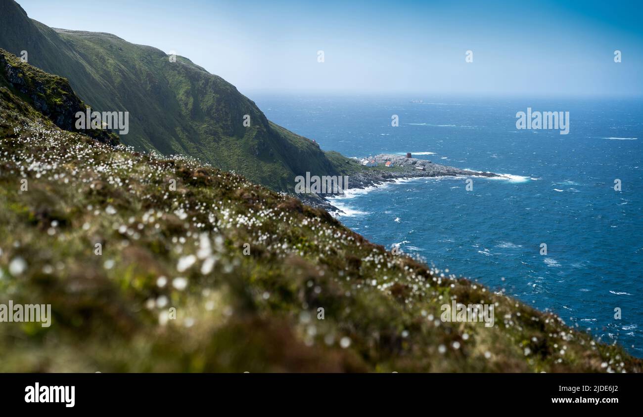 Runde island wildlife hi-res stock photography and images - Alamy