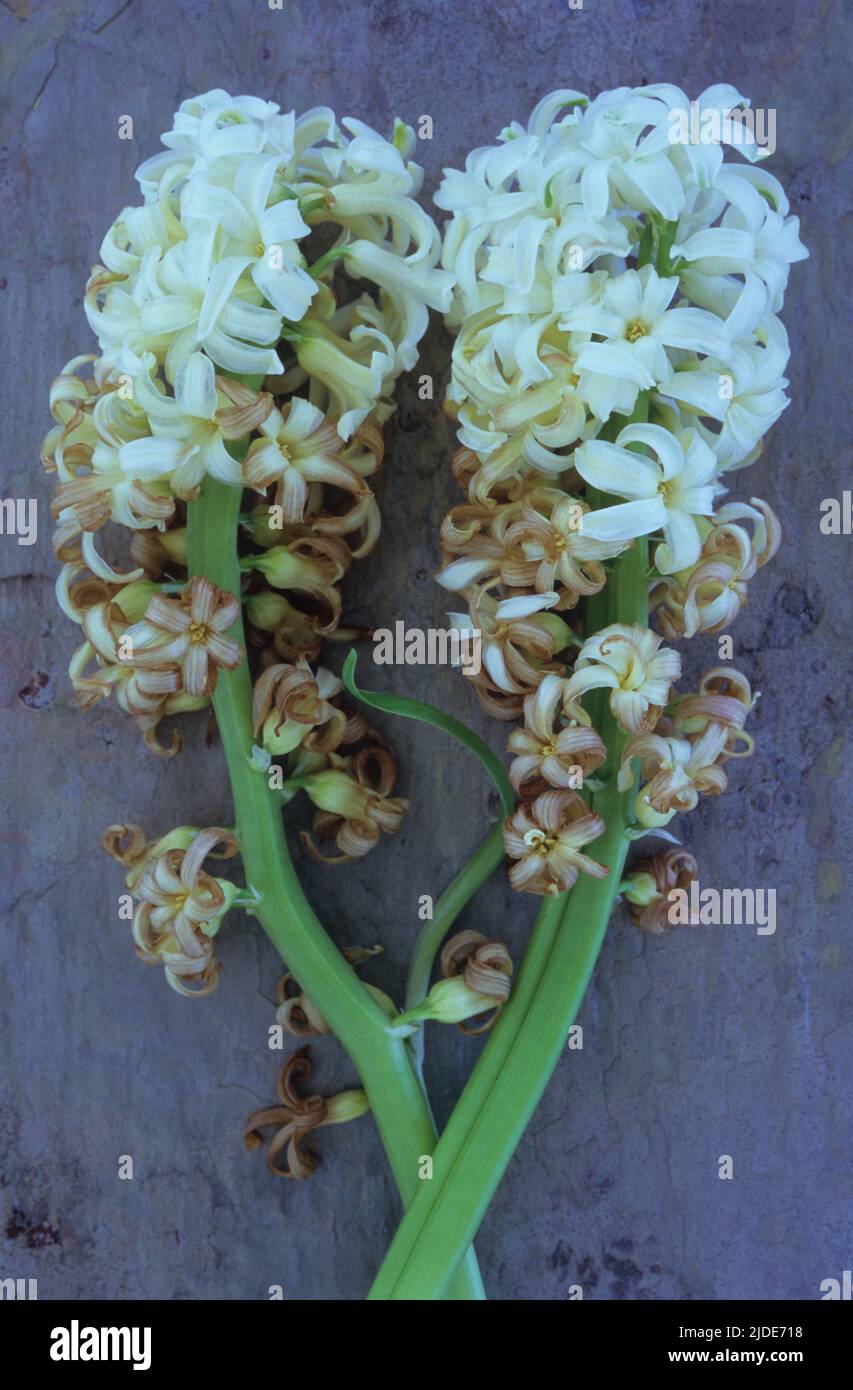 Drying hyacinth flowers hi-res stock photography and images - Alamy