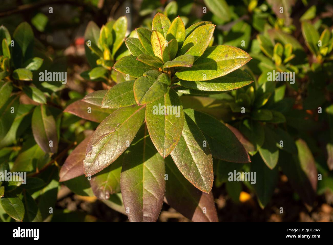 Planta de azalea High Resolution Stock Photography and Images - Alamy