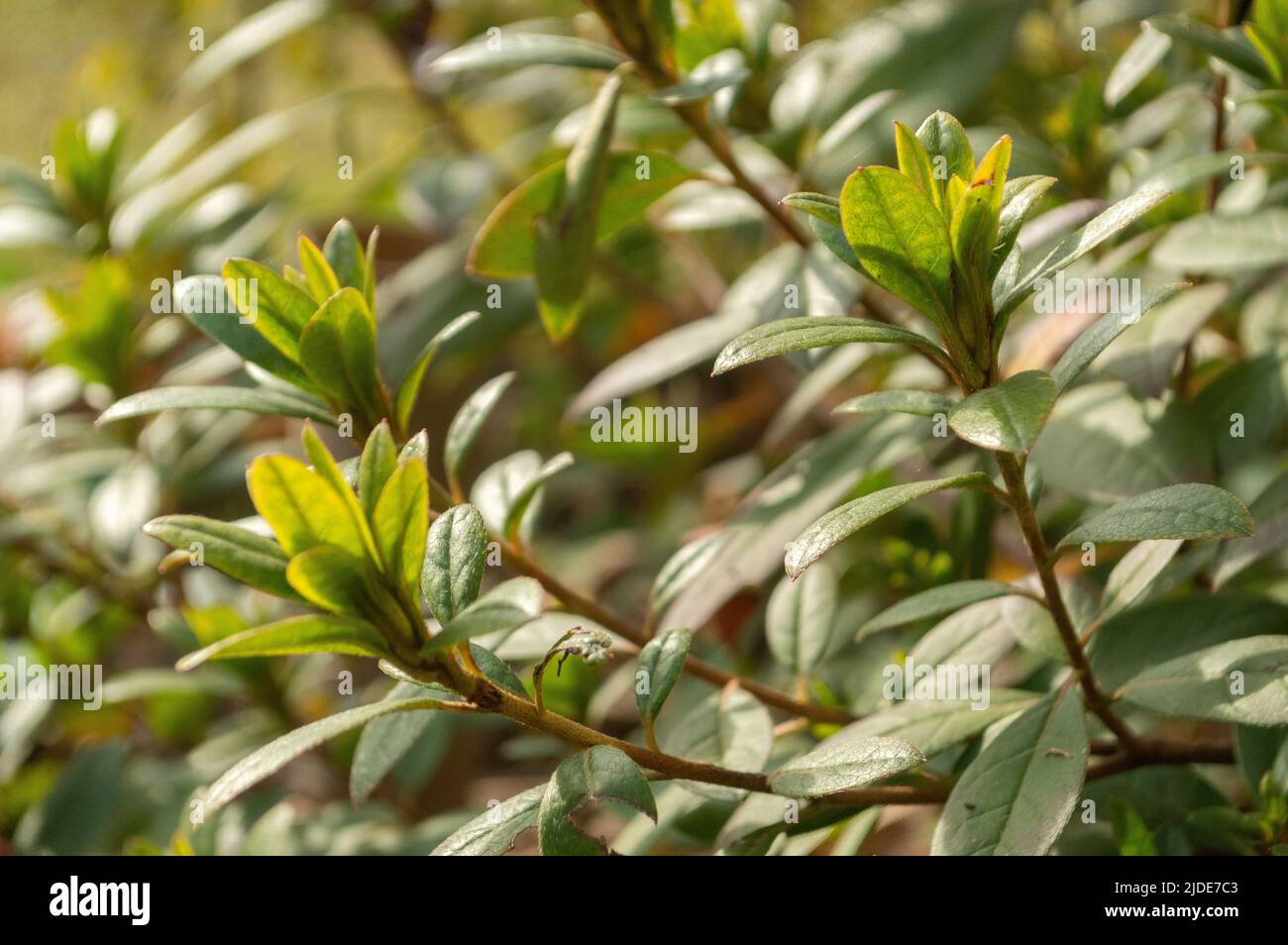 Hojas de rododendro hi-res stock photography and images - Alamy